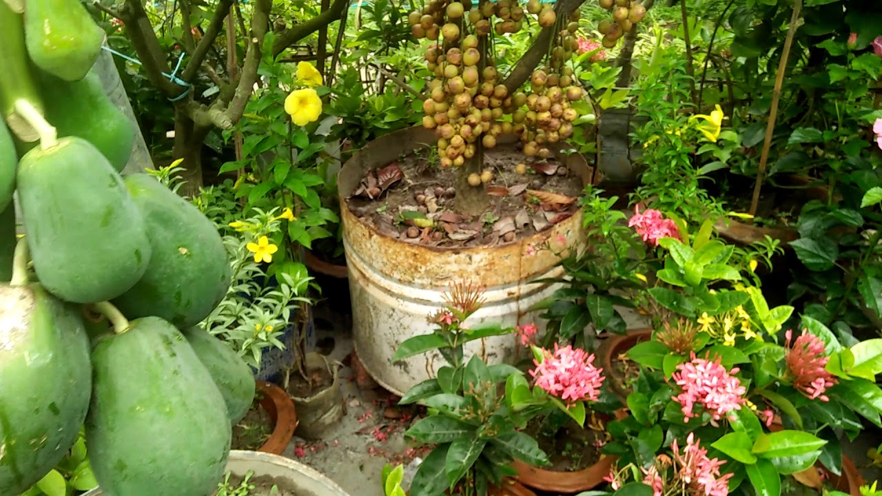 National Tree Fair 2018.(EPS-11)জাতীয় বৃক্ষ মেলা ২০১৮ইং(পর্ব-১১) - YouTube
