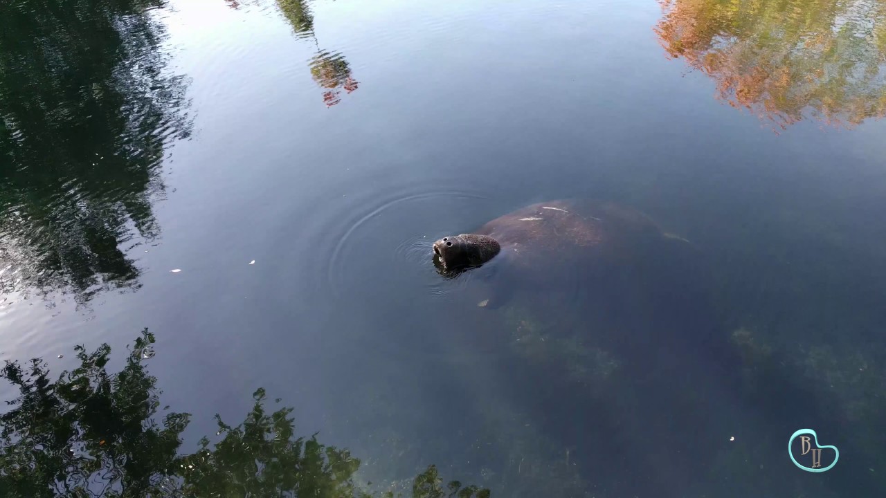 Thanksgiving Morning Manatees - YouTube