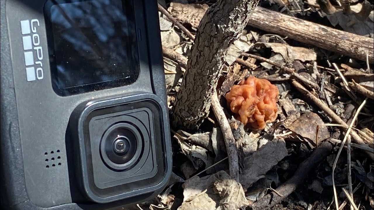 Mushroom Hunting Adventure: Found Mushrooms, A Snake & More! - YouTube