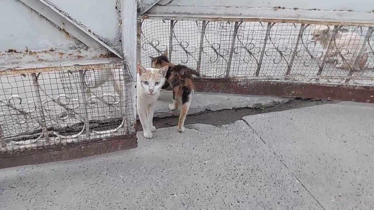 Feral Cat Maya Is Scared To Come Inside She's Hissing From Outside ...
