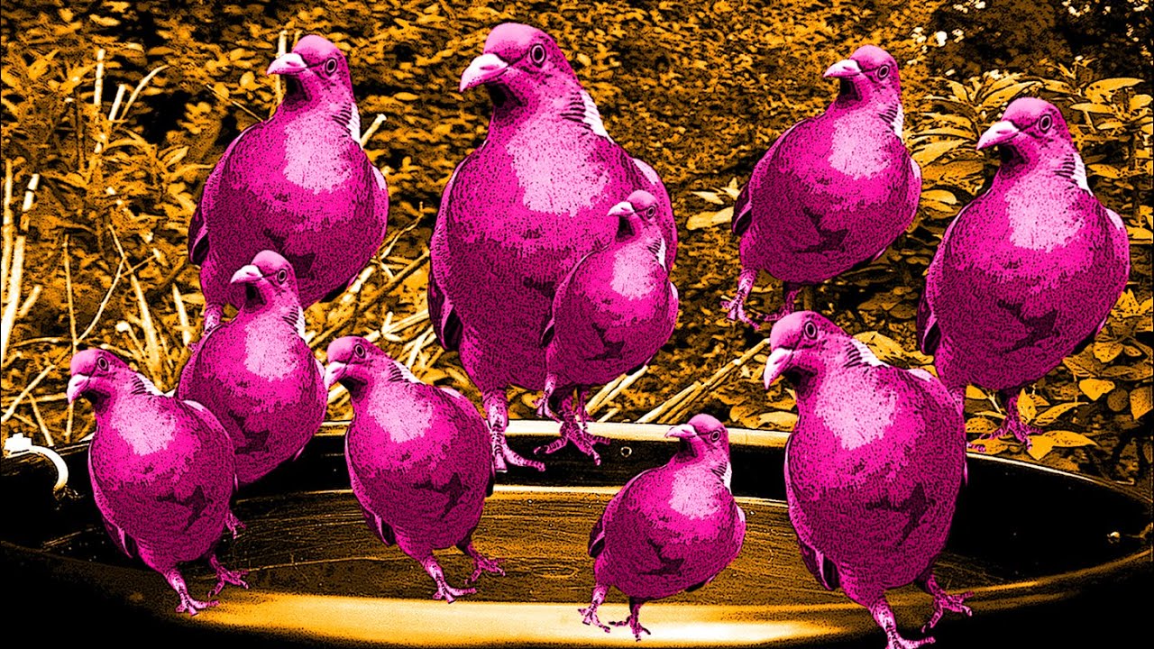 Massive Wood Pigeon Invasion 😮 - YouTube