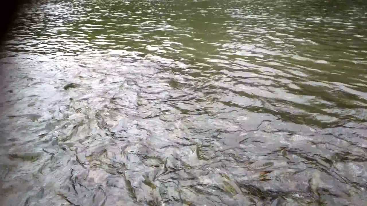 kumaradhara river at kukke - YouTube
