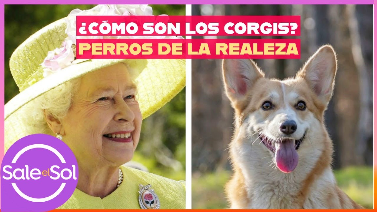 Corgis: perros de la realeza, origen, curiosidades y más | Sale el Sol ...