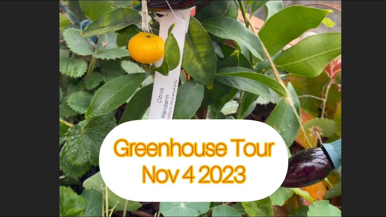 Greenhouse Tour Nov 4 2023 Still getting tomatoes! - YouTube