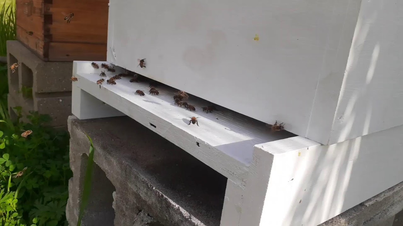 Live look at the strongest hive we have #Honeybees #honey #Bee #bees # ...