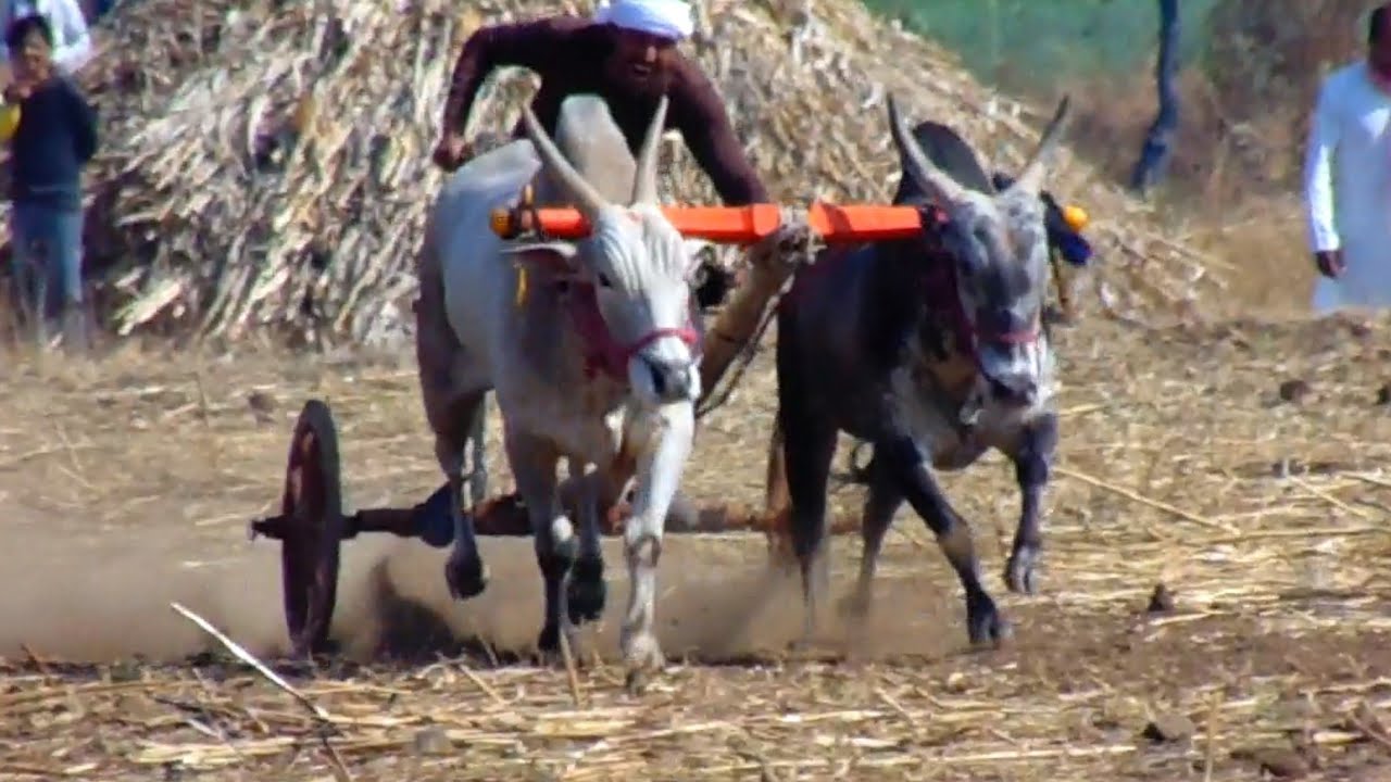 Hoshangabad wali bail jodi Best Video Bullock Jodi Race Starting Point ...