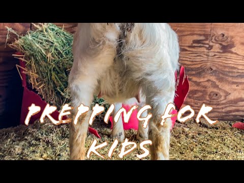 PREPPING FOR DAPPLED BOER GOAT KIDS!!! - YouTube