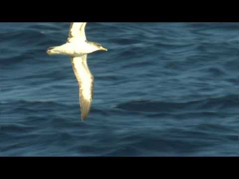 Keltanokkaliitäjä, CoryŽs Shearwater, Calonectris diomedea