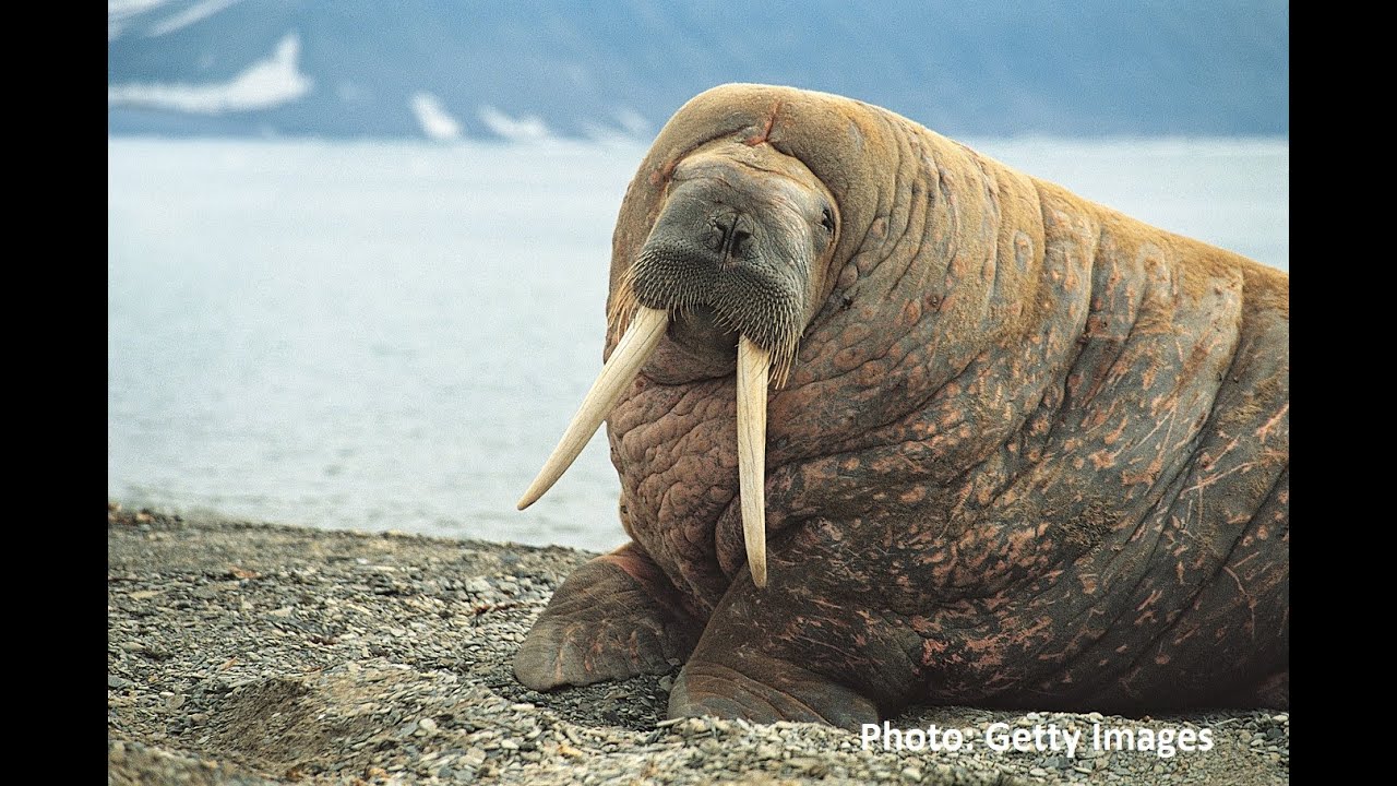 Arctic Marine Life Course (Pinnipeds) - YouTube