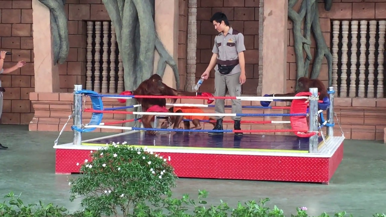 ល្អសើចមែន! | Monkey Boxing Show | ភ្នំពេញសាហ្វារី - YouTube