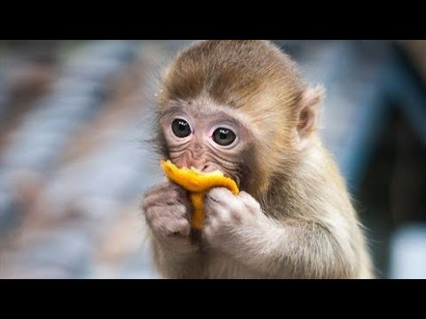 mono bubu lucha contra tiburones y escapa de un piso lieno de dulces ...