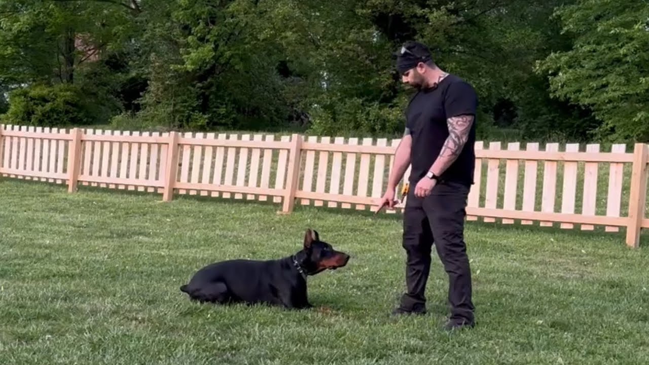 Cowboy Di Tesoro. Doberman Rehome. - YouTube