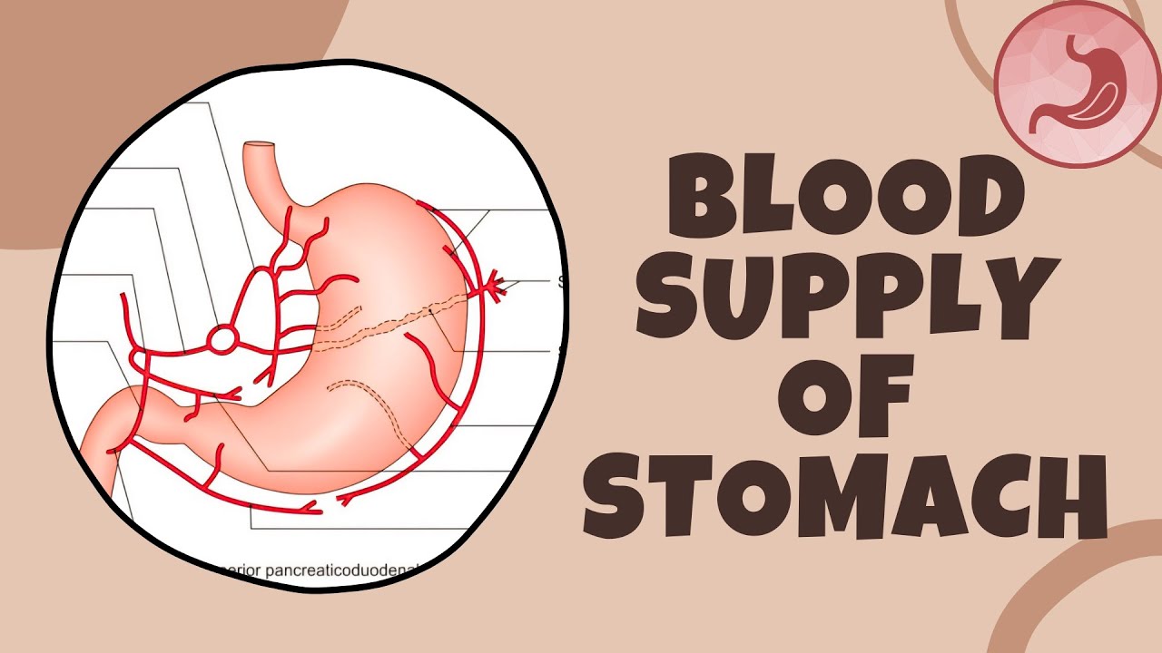 Blood Supply of Stomach - YouTube