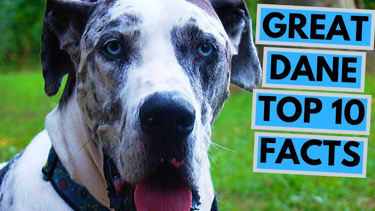 Great Dane - TOP 10 Interesting Facts - YouTube