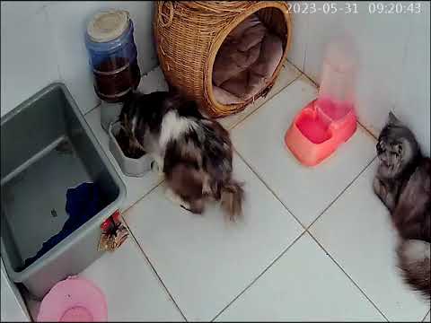 Mochi Molly kembali ke rumah lama setelah lama dikamar bareng gw wkwkwkw heheh #kucing #shorts
