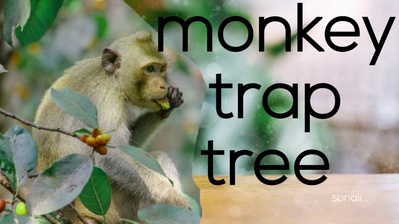 Monkey Trap Tree - YouTube
