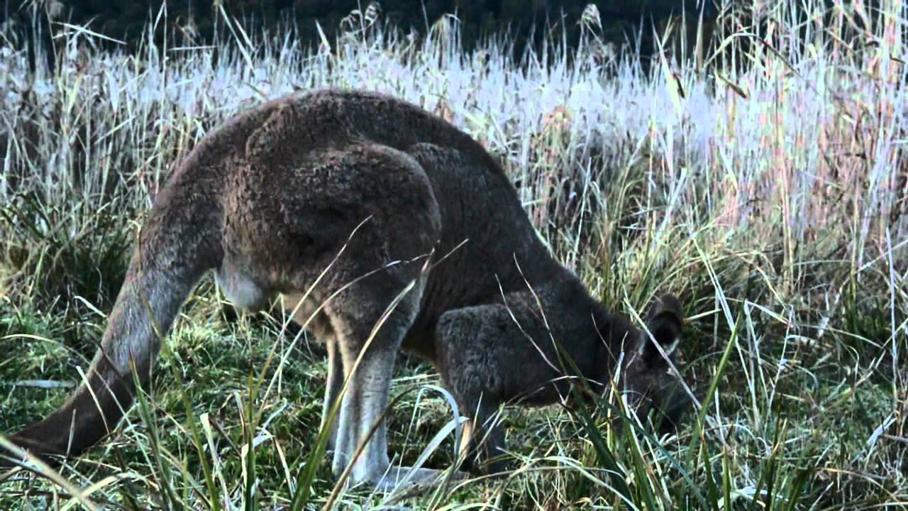 Wild Kangaroos - YouTube