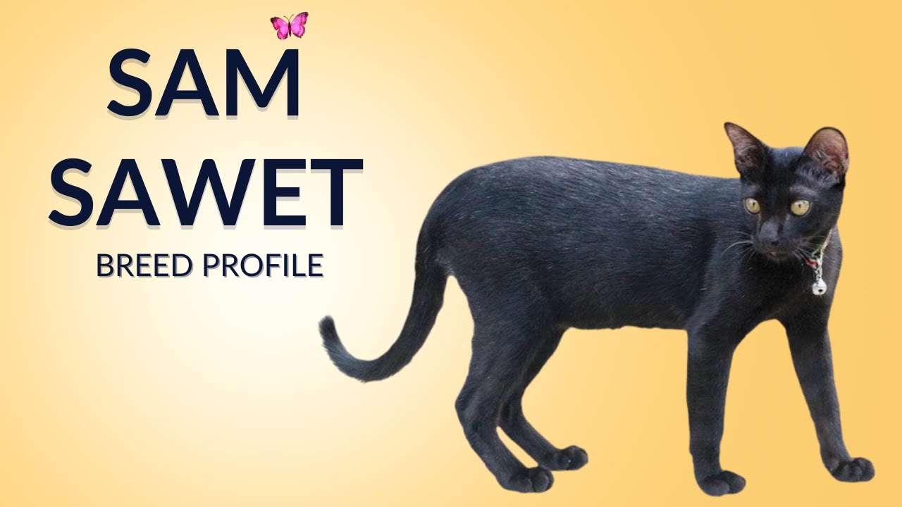 Sam Sawet Cat Breed Profile History - Price - Traits - Grooming Needs ...