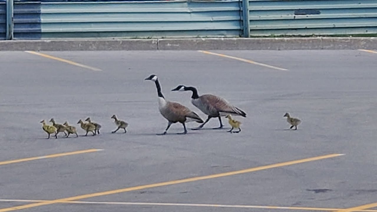 Canada geese family Mother's Day walk - YouTube
