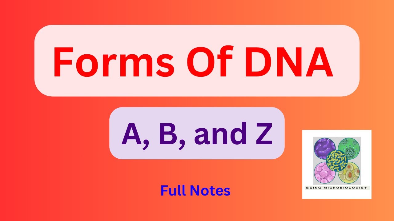Forms of DNA|A, B, and Z form|Types of DNA|Microbiology|Biochemistry ...