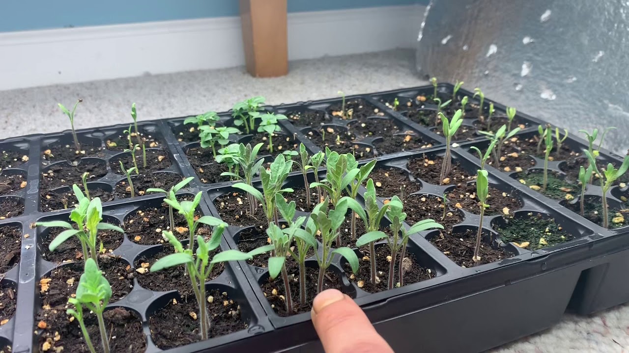 Back to Basics - Separating and Transplanting Tomato Seedlings ...
