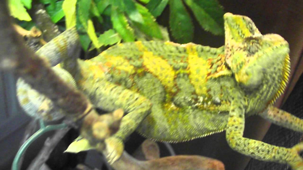 Angry Chameleon - YouTube