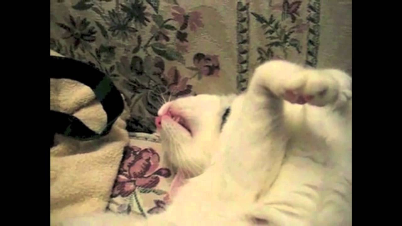 Sneeze! Jupiter the Cat says BLESS YOU! - YouTube