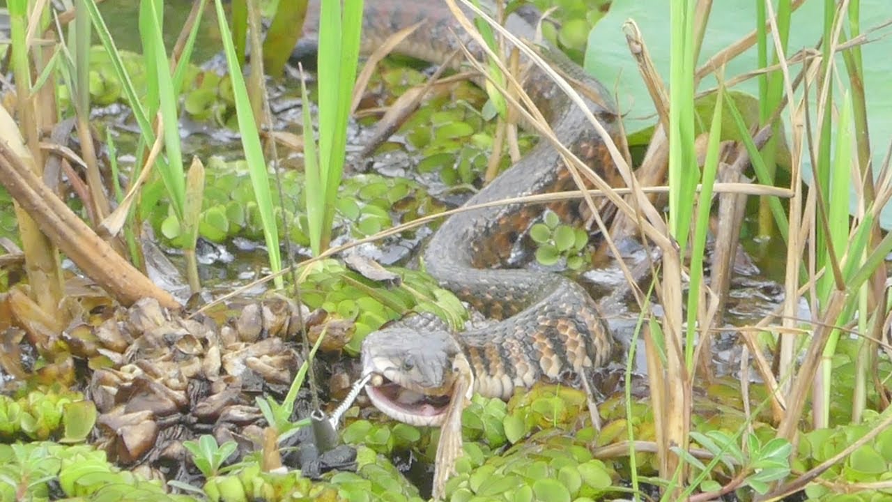 New method Snake fishing by hook with small frog. - YouTube