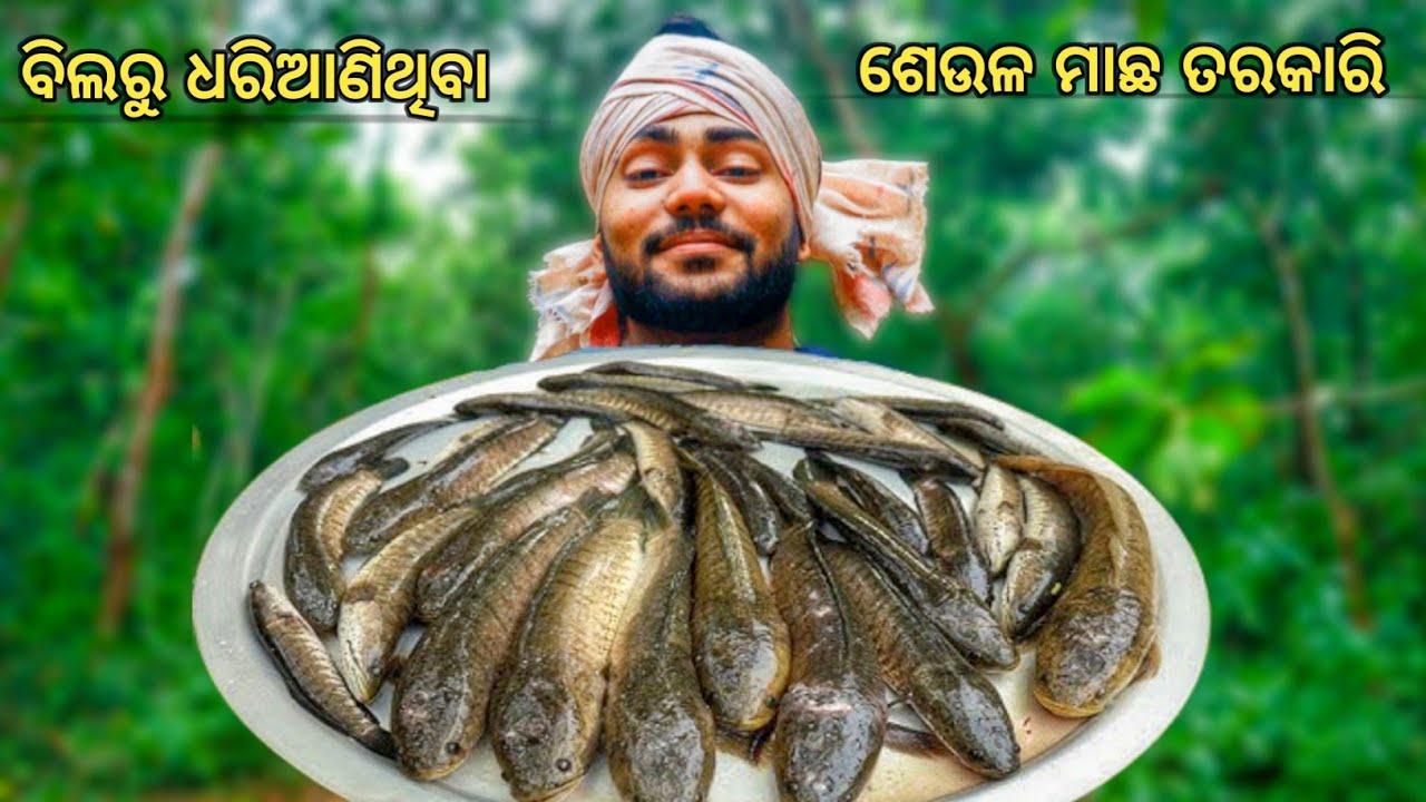 SNAKE HEAD MURREL FISH | Murrel Fishing Cooking in Jungle | Seula ...