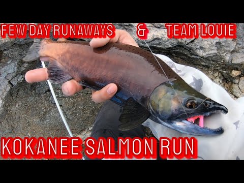Colorado Kokanee Salmon Run!!! Few Day Runaways and Team Louie hunt for ...