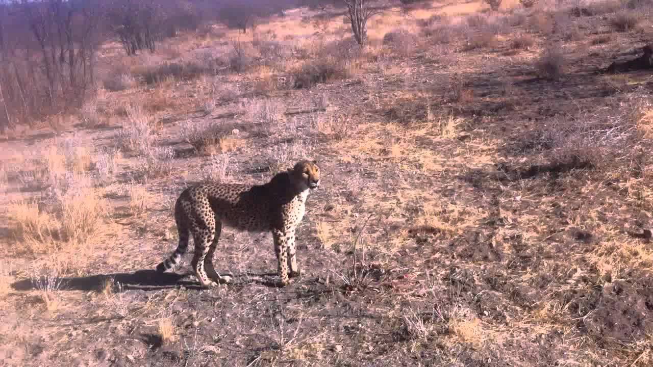 Cheetah feeding at Otjitotongwe Cheetah Farm, Namibia (#1276) - YouTube