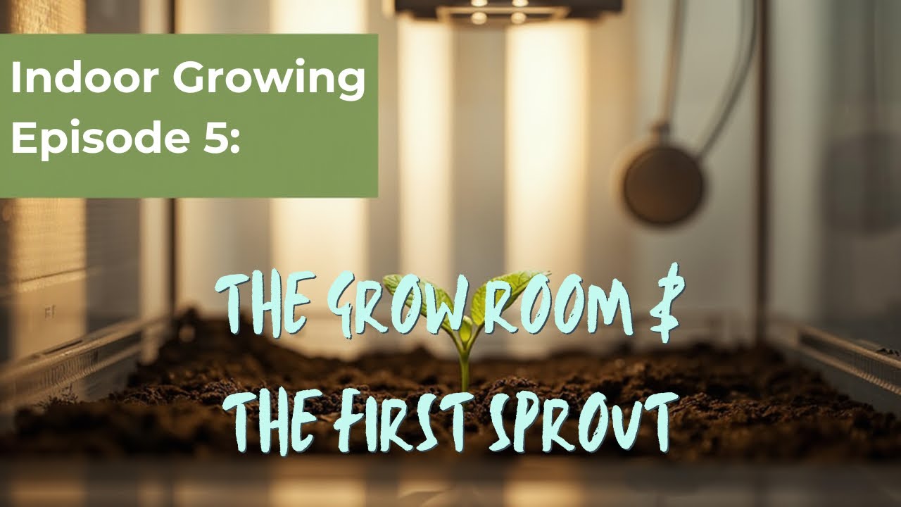 Indoor Growing for Beginners - Setting up the Grow Room and the First ...