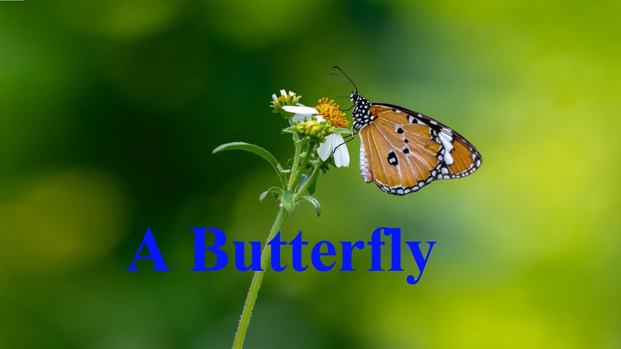 butterfly | A Lifecycle of butterfly | Story about a butterfly - YouTube
