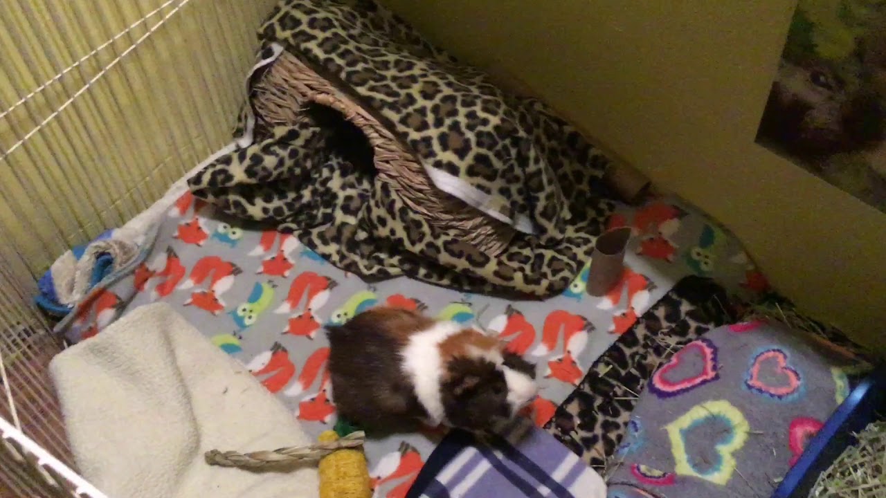 Bingo, Beans & Cocoa Treats - YouTube