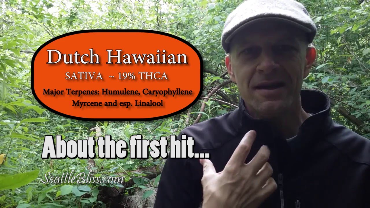 Dutch Hawaiian marijuana strain review SOGF - YouTube