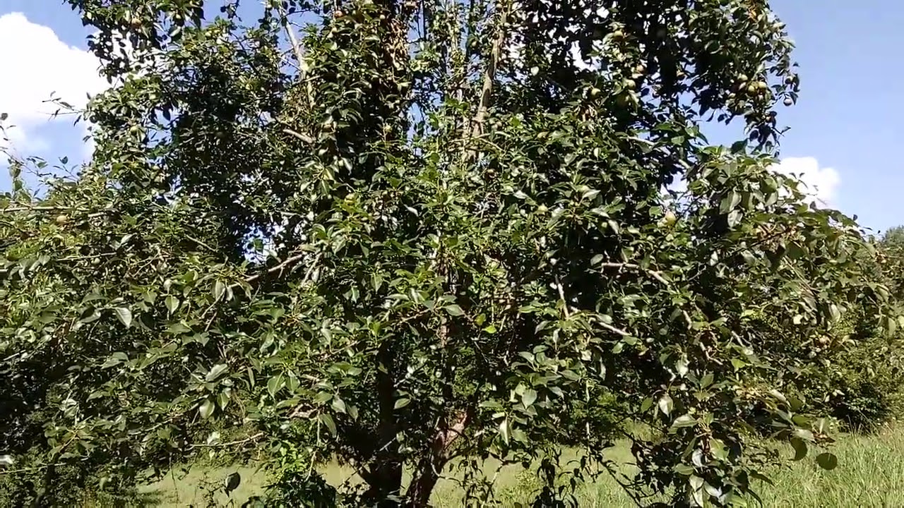 Orient Pear Tree - YouTube
