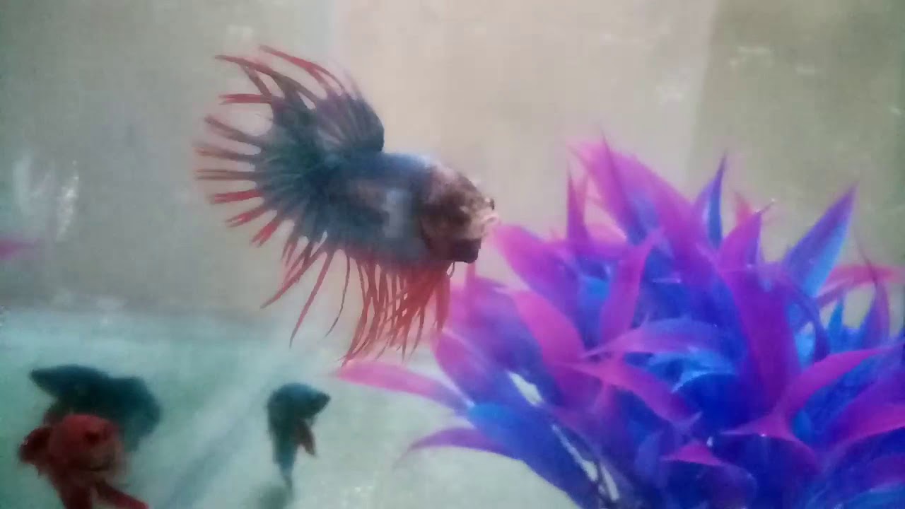 Pești betta - YouTube