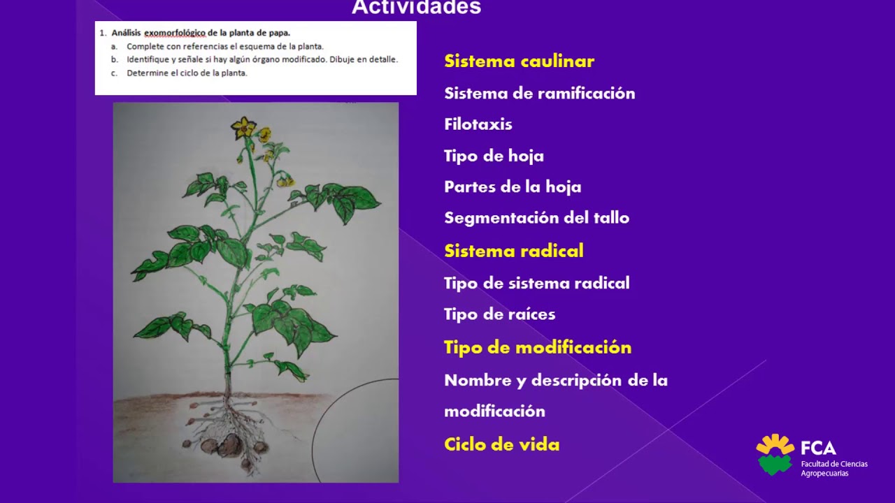 Ejemplo De Plantas Perennes