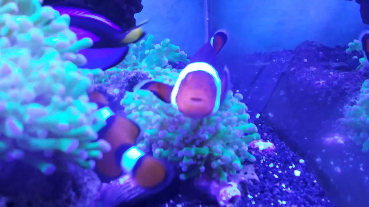Clown fish female dying? - YouTube