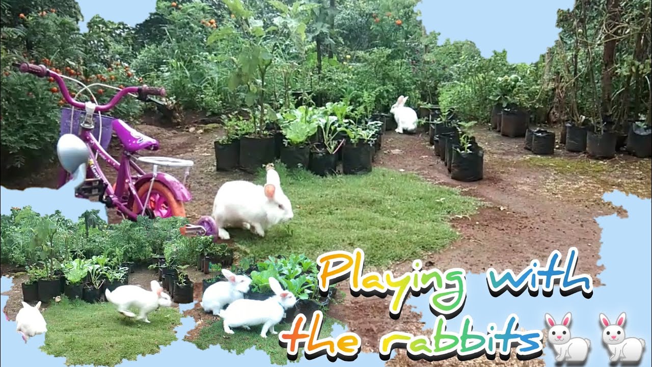 playing with the rabbits🐇 My rabbit is very happy to play freely and ...