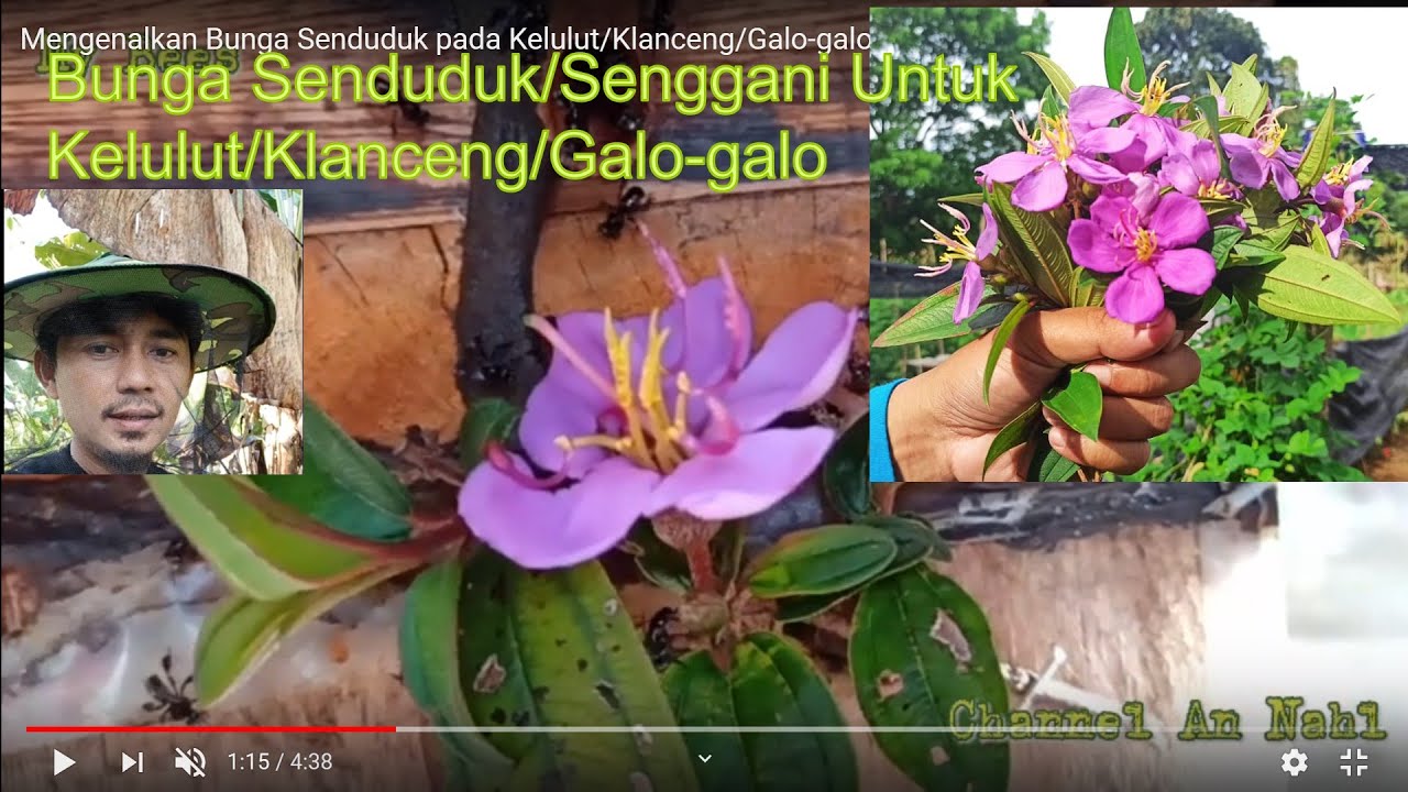 Mengenalkan Bunga Senduduk/Senggani pada Kelulut/Klanceng/Galo-galo ...