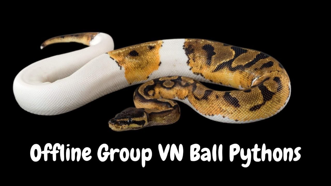 Offline VN Ball Python S M u Cho T ng Lai Offline Review VN Offline VN Ball Python S M u Cho T ng Lai Offline Review VN
