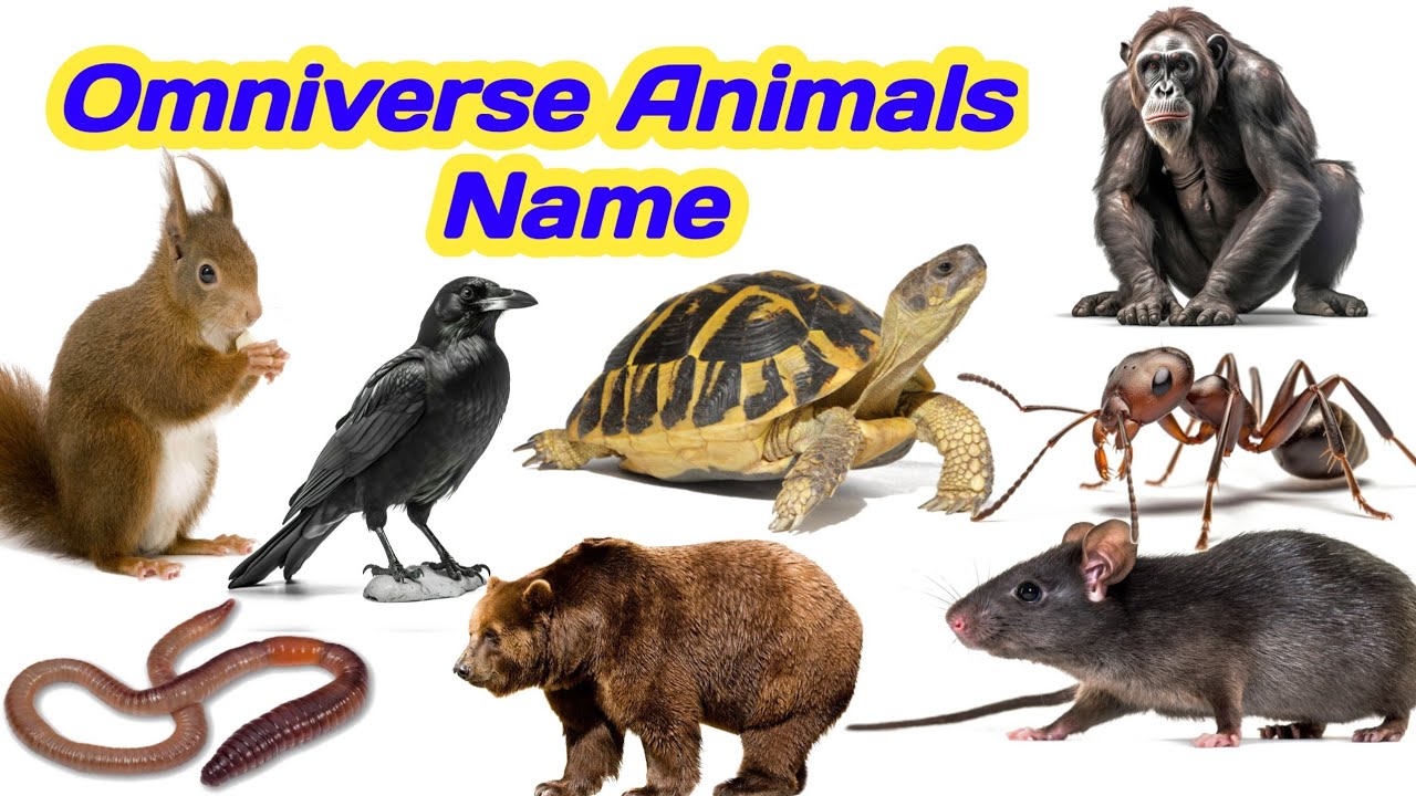 Omniverse Animals Name In English,& Hindi | सर्वाहारी जानवरों के नाम ...