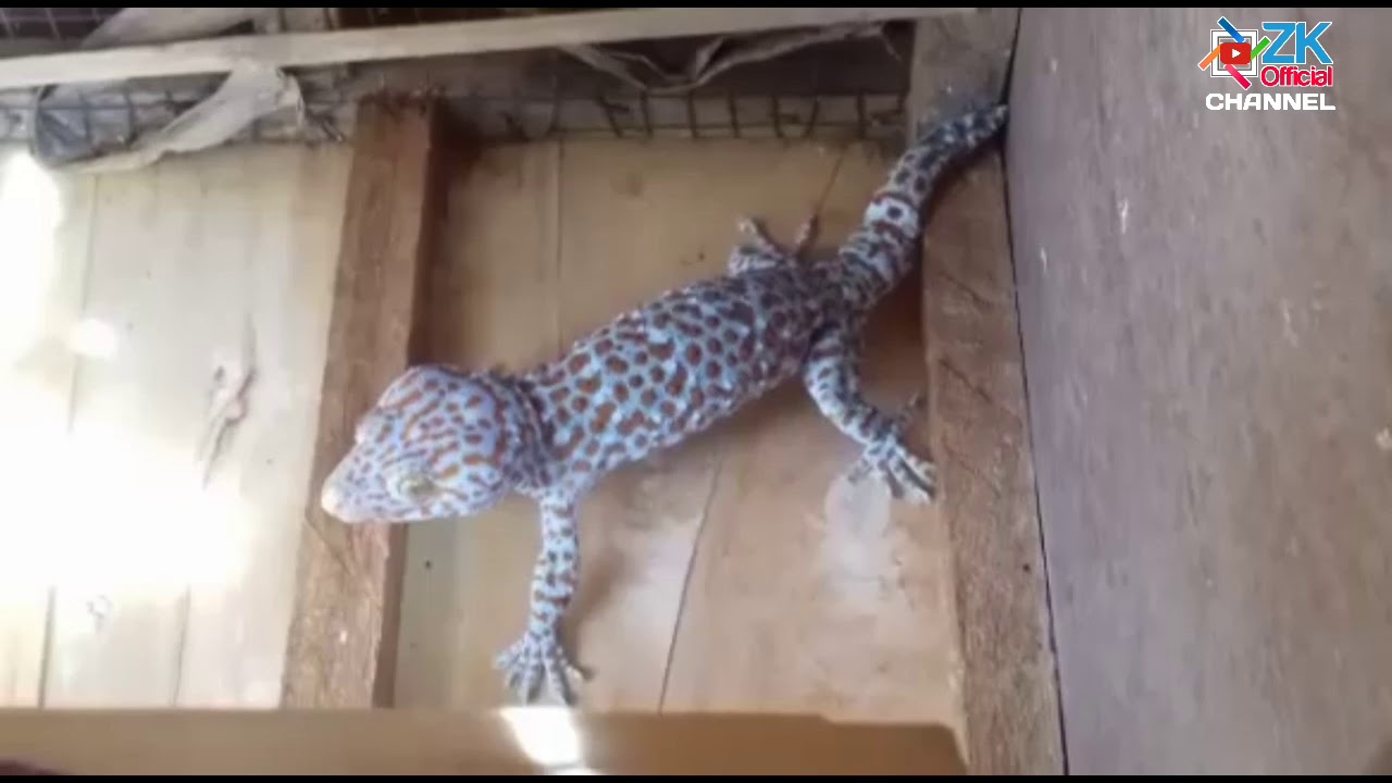 FAKTA GILA !! TOKEK HARGA RATUSAN MILIAR DI SAMBEL -- Menelusuri ...