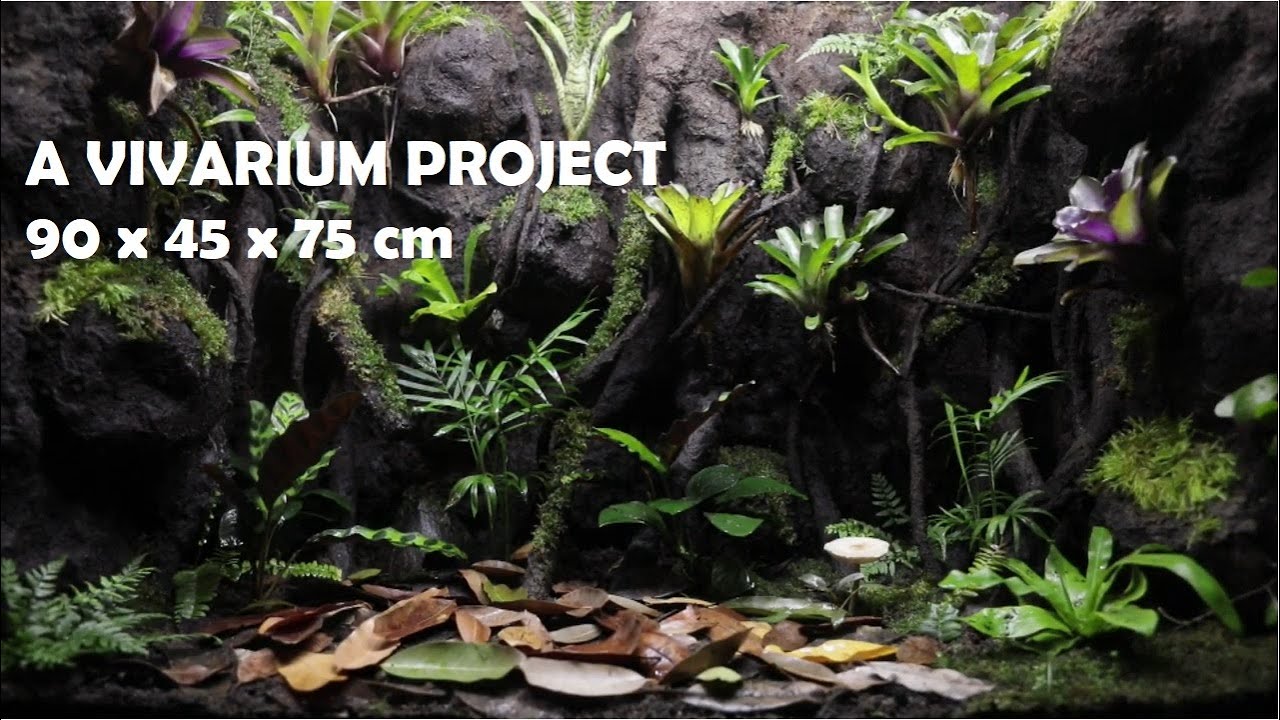 A Vivarium Project - ZOOKEEPERTV - YouTube