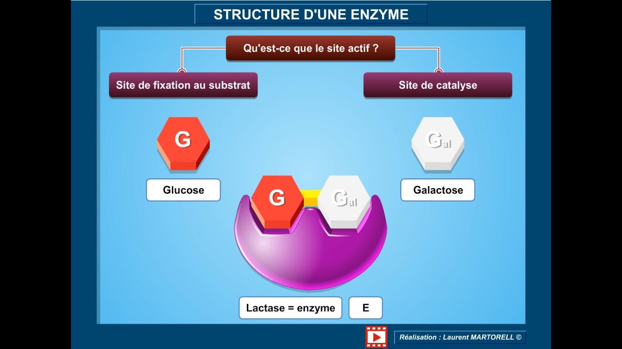 Tout savoir et comprendre sur les enzymes! - YouTube
