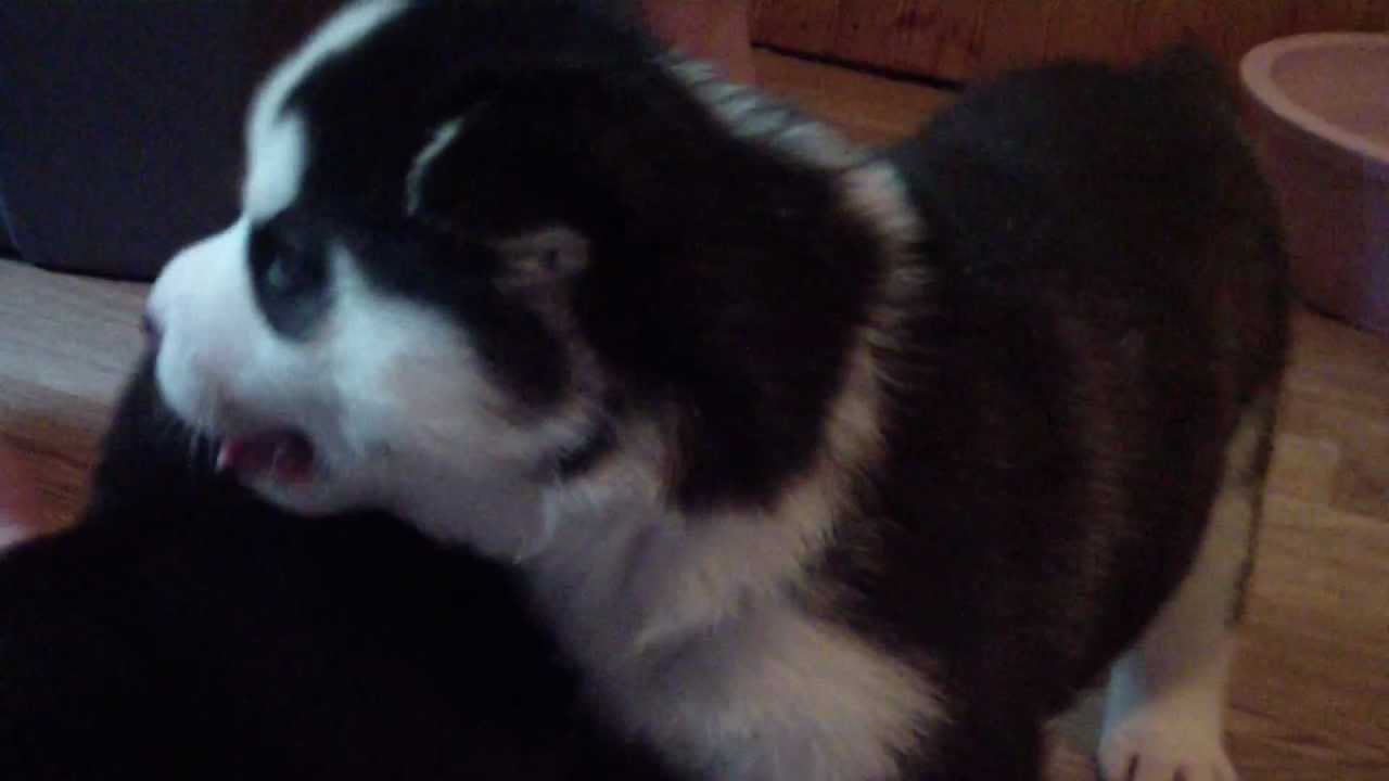 Siberian Husky Puppy Resembles Panda - YouTube