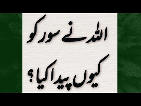 Why did Allah create the pig? - YouTube