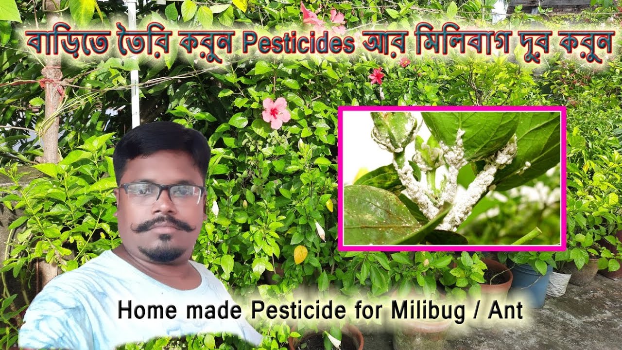 Homemade Pesticide for Milibug // বাড়িতে তৈরি করুন Pesticides আর ...
