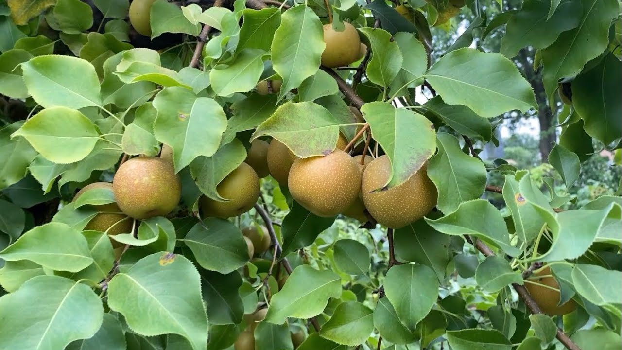 Backyard Japanese Shinko Pears - September 2022 - YouTube